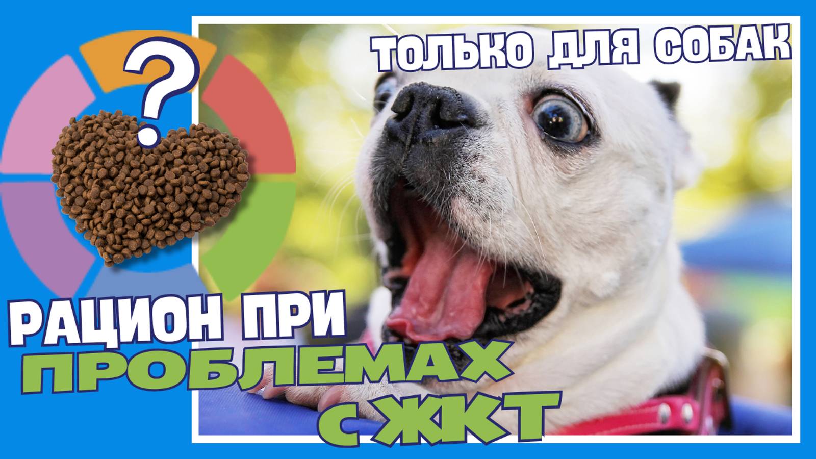 Ваша собака страдает от проблем с желудком? Вот решение, которое работает!