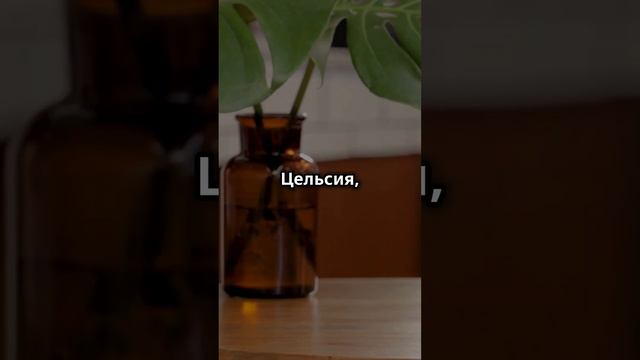 Часть 2. Уход за Монстерой. #УходЗаМонстерой #КомнатныеРастения #Монстера #СоветыПоУходу #Растения