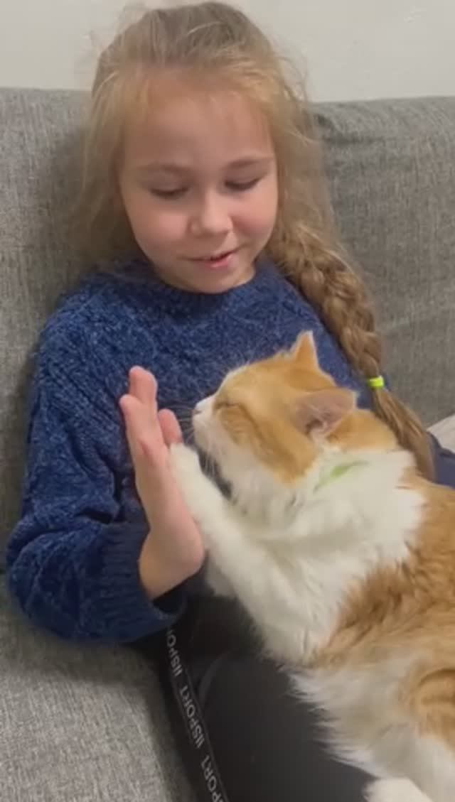 Дай пять ! 👋Кот даёт лапу .