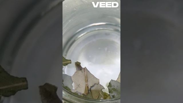 Лавровый лист (пищеварение и суставы) #суставы #народнаямедицина