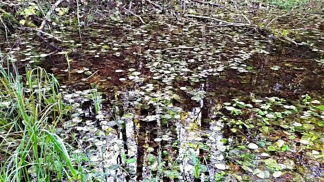 Зарисовки 1 Первые сосульки осени