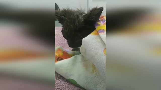 ❗❗❗ Борьба за жизнь маленьких котят. Очень просим помощи на лечение 🙏🙏🙏