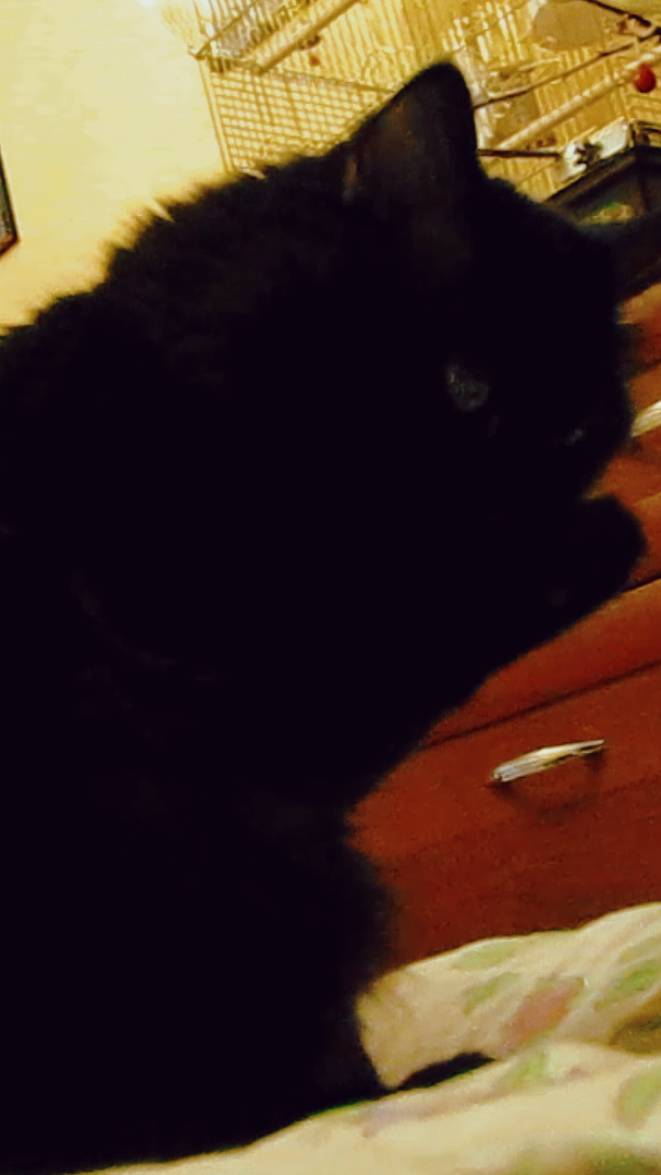 Кот Джей мурлычет и умывается, а Морозко подпевает!