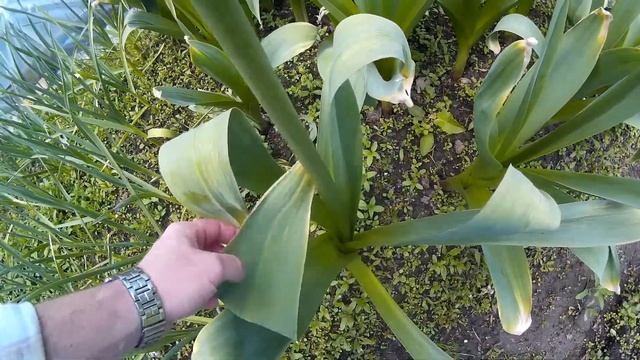 лукочеснок самый ранний витамин и медонос