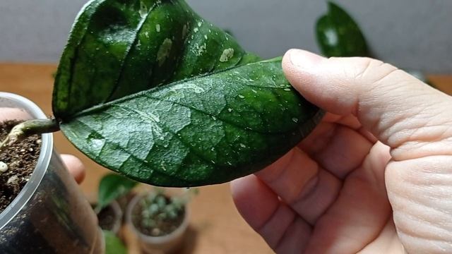 Хойи обзор укоренённых черенков часть - 3 -я. 25.10.24.