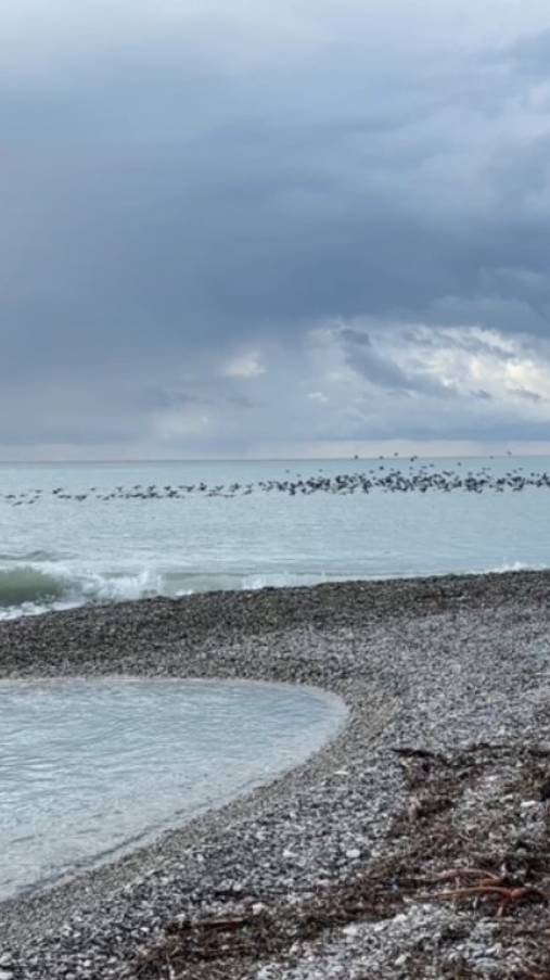 Птица. Автор Наталья Туркевич