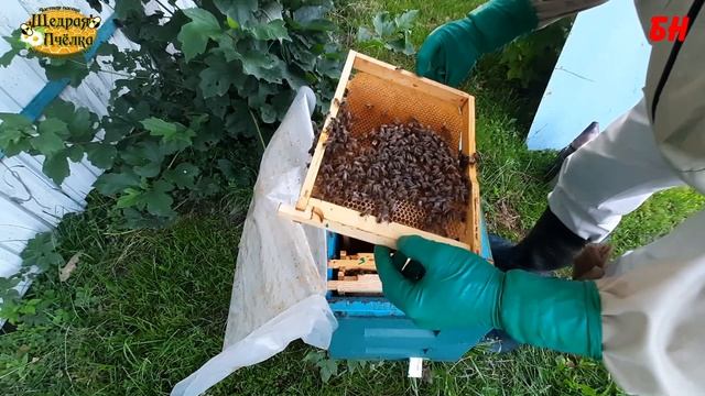 пчеловодство, контроль засева матки, метим матку, результат после обработки селитрой