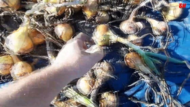 лук штутгард - Россия и стурон - Голландия