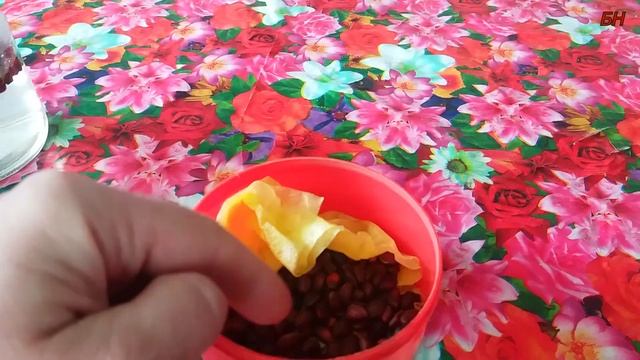 КАК ВЫРАСТИТЬ КЕДР ИЗ ОРЕХА В ДОМАШНИХ УСЛОВИЯХ - ЭТО ОЧЕНЬ ПРОСТО!!!