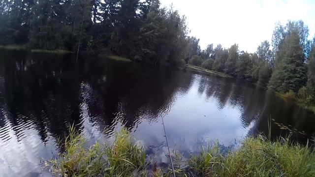 безумный клев окуня, рыбалка   в Лен. обл.