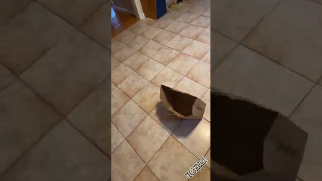 chto-prines-vkusnenkogo