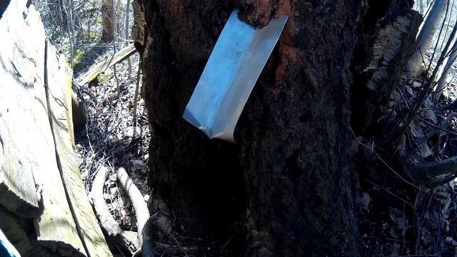 БЕРЕЗОВЫЙ СОК  20 литров за сутки с одной березы.