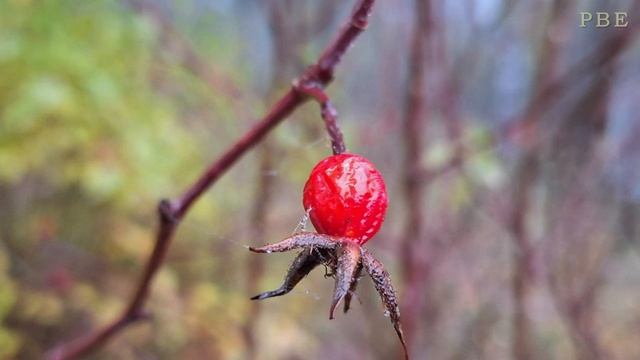 Утро туманное