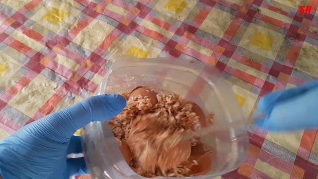 разведение опарыша из яйца, быстро просто результативно