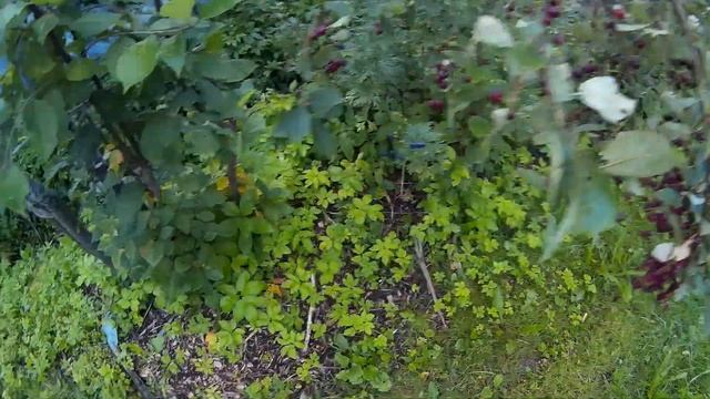 красная черемуха сад и огород