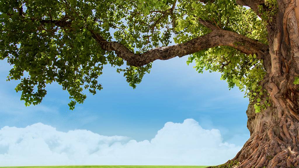 12.10.2024 Денис Орловский - Сядь под дубом, чтобы не дать  дуба