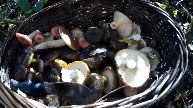 черные грузди