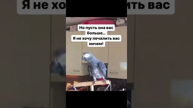 Пернатый любитель поэзии