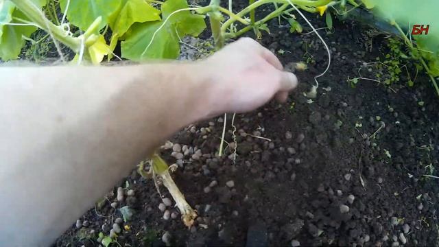 Огурцы. Сад. Огород. Дача. Спасаем урожай огурцов, спасаем огурцы.