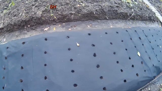 ОЗИМЫЙ ЧЕСНОК. посадка чеснока под зиму. Сад Дача Огород