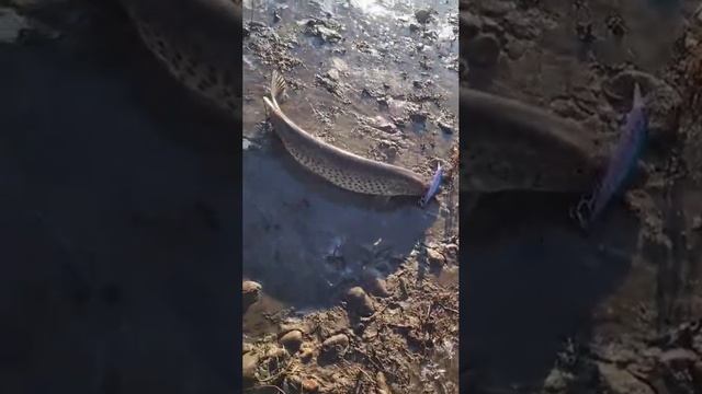 Щука на воблер 110 мм (15 гр) №87 от Mr.Musurok 🔥