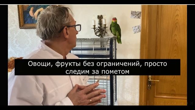 ШВО. Правильное кормление крупных попугаев.