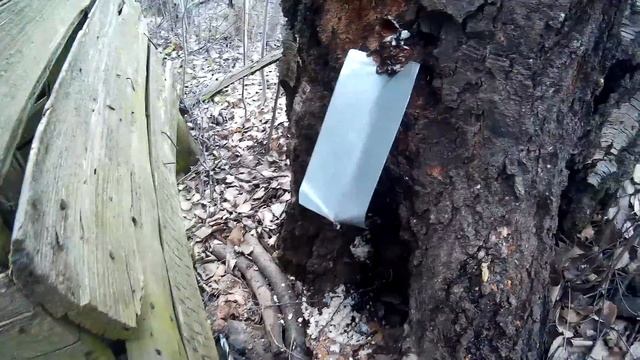 Березовый сок Ведро за 5 минут