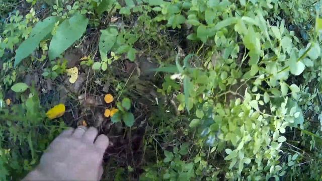 Собираем грибы, открытие сезона