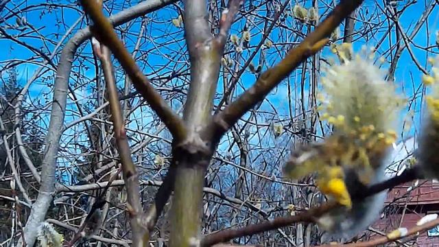 пчеловодство,  первый нектар и пыльца на пасеке