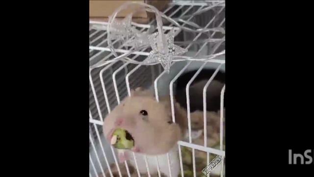 Животные