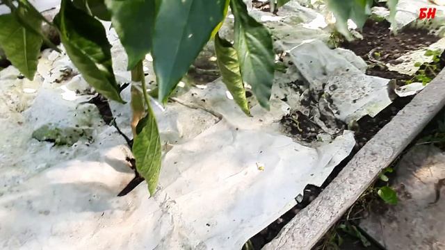 хороший урожай перца как это делаю я