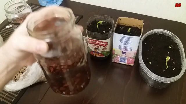 КАК ВЫРАСТИТЬ КЕДР В ДОМАШНИХ УСЛОВИЯХ ОТ А ДО Я (часть1)