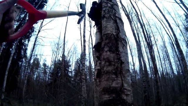 гриб чага собираем чудодейственный гриб - чага