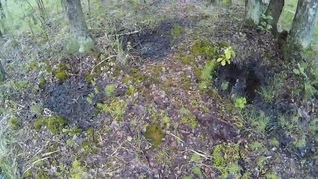 ГРИБЫ тихая охота открытие сезона