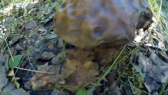 тихая охота первый моховик