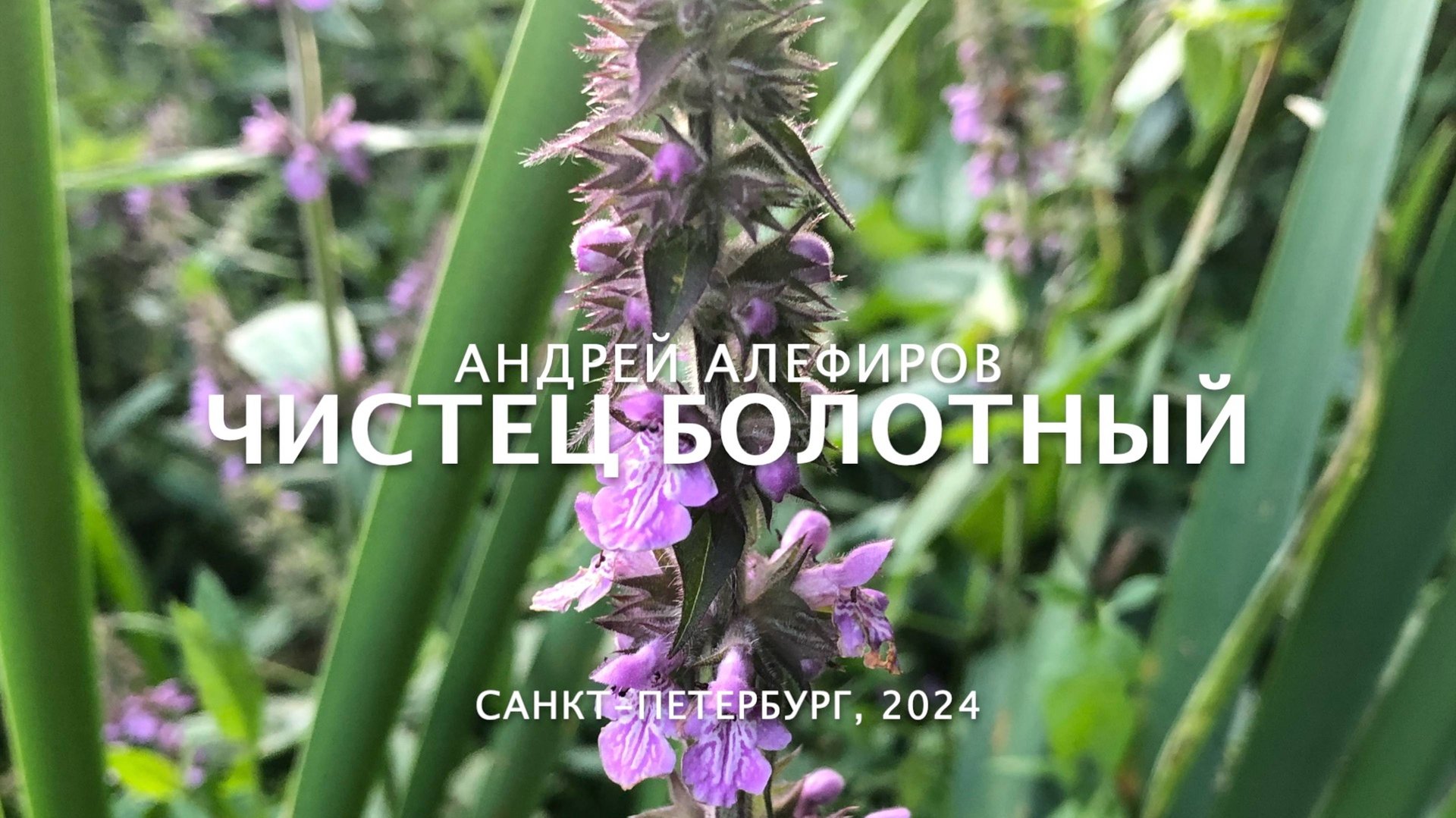 Чистец болотный. Алефиров А.Н.