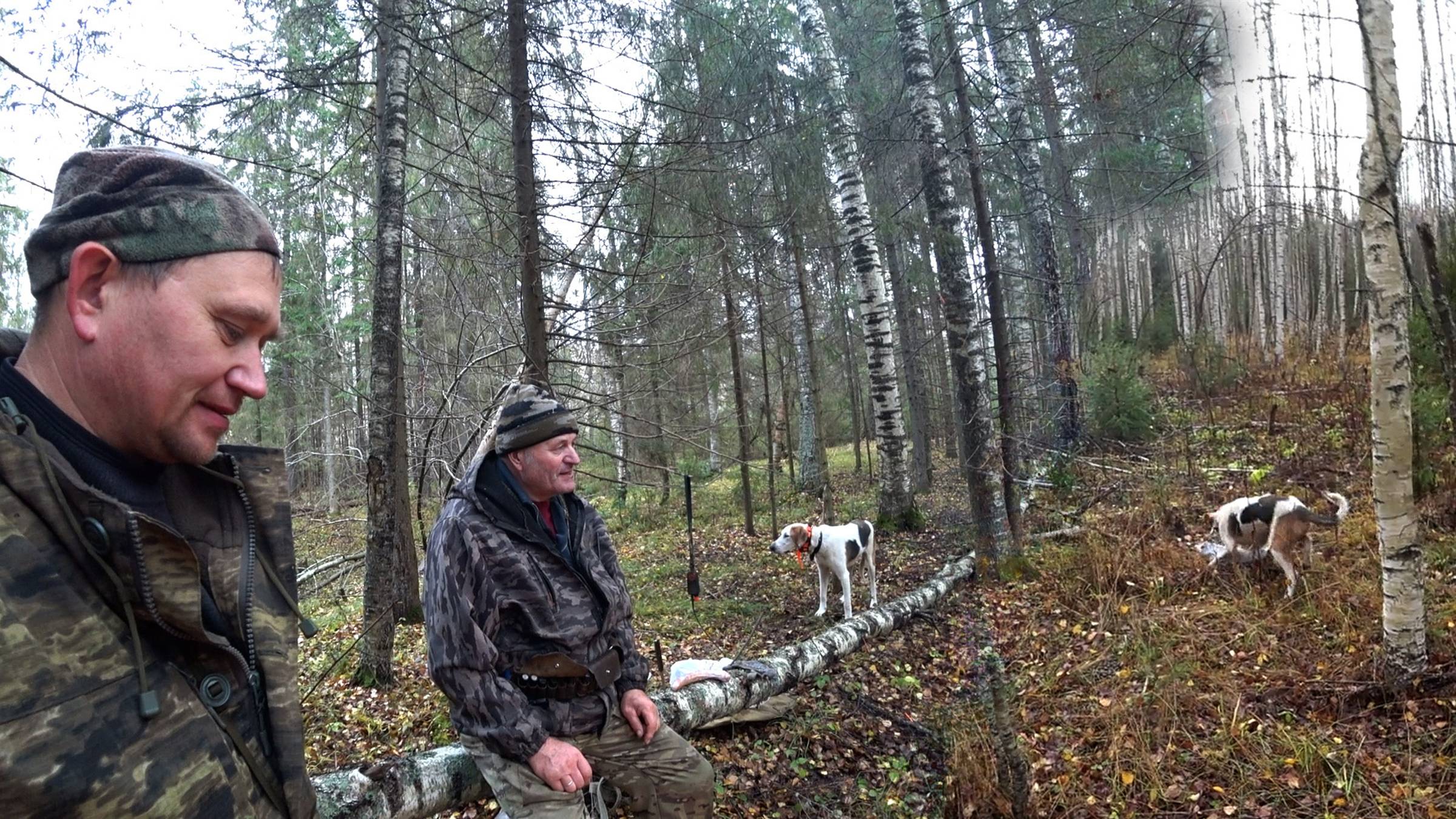 Рождение ГОНЧЕЙ! ШАЙТАН утёр всем НОС! НЕ ОЖИДАЛИ такого от СЕМИ месячного ЩЕНКА! Охота на ЗАЙЦА! #4