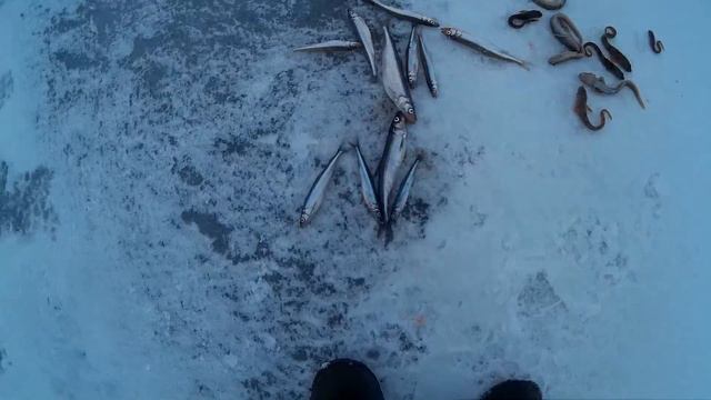 рыбалка на финском заливе  оказалась "днем бельдюги"