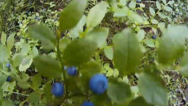 ТИХАЯ ОХОТА, черники больше чем грибов