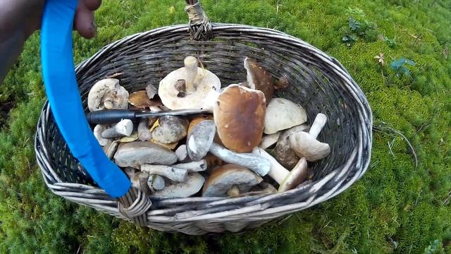 Собираем грибы. год оказался не грибным, итоги отпуска 2016 года