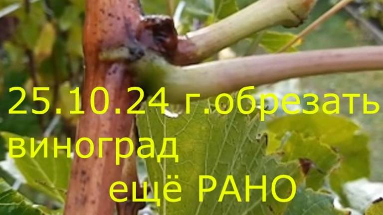 25.10.24г.Обрезать виноград РАНО.