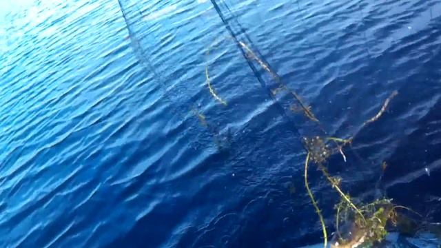 летняя рыбалка сети, сети   кругом сети щука окунь