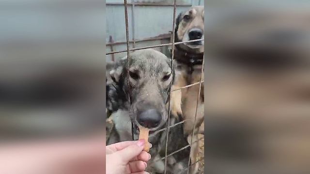 Вот так выглядит РАДОСТЬ! 😊 Но еще большей РАДОСТЬЮ будет для наших собачек 🐶 ДОМ 🏠