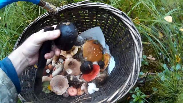 Тихая охота, пошли опята и подберёзовики