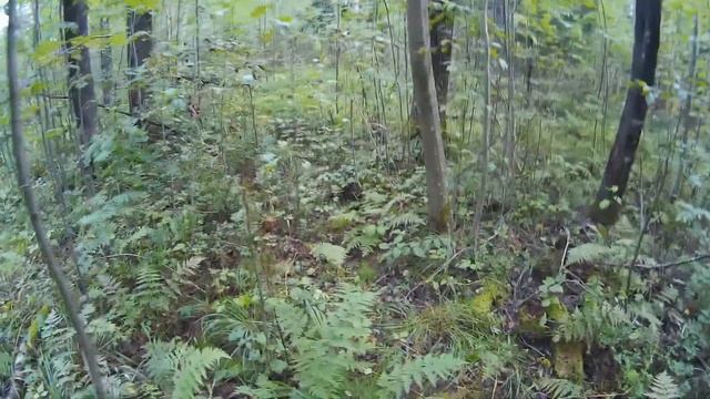 ГРИБЫ собираем солонину