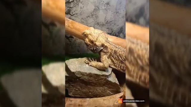 Бородатая агама греется.