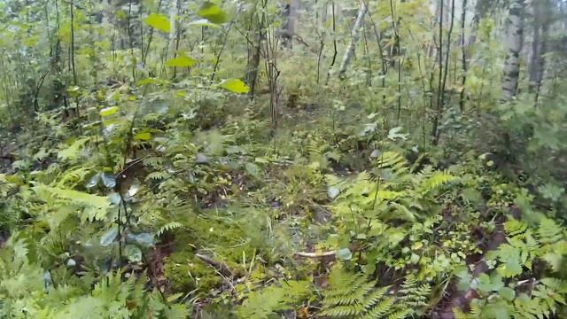 Грибы Ленинградской области