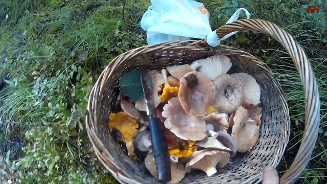 тихая охота (Собираем грибы) + помогите определить грибы