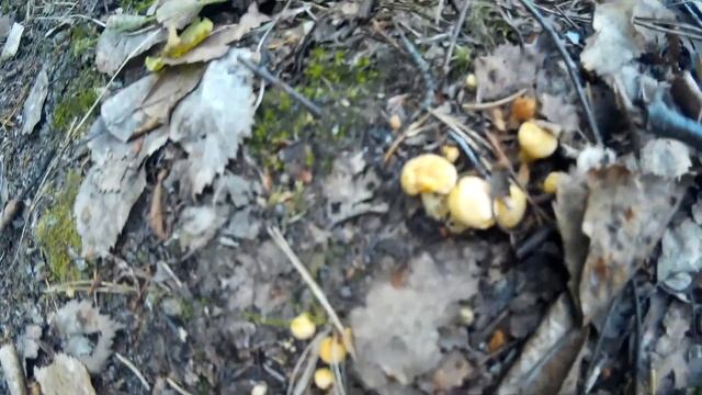 Собираем грибы, лисички