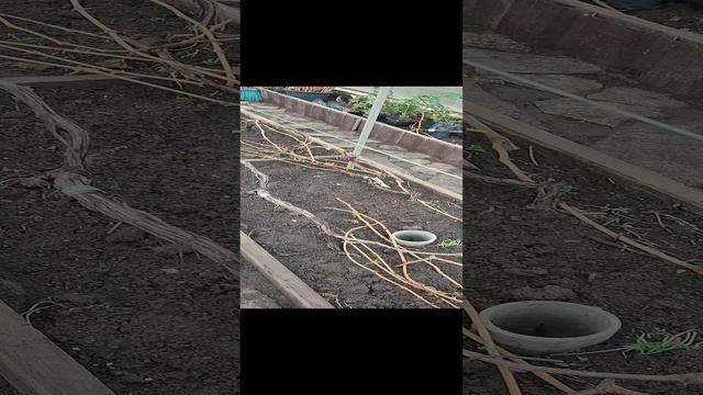 Подготовка теплицы с виноградом, к зимнему сезону.